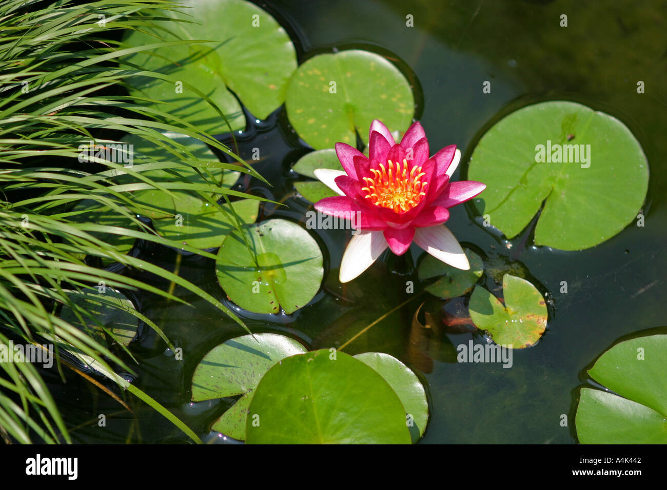 Vibrant pink lotus flower blooms in a Japanese pond surrounded by ...