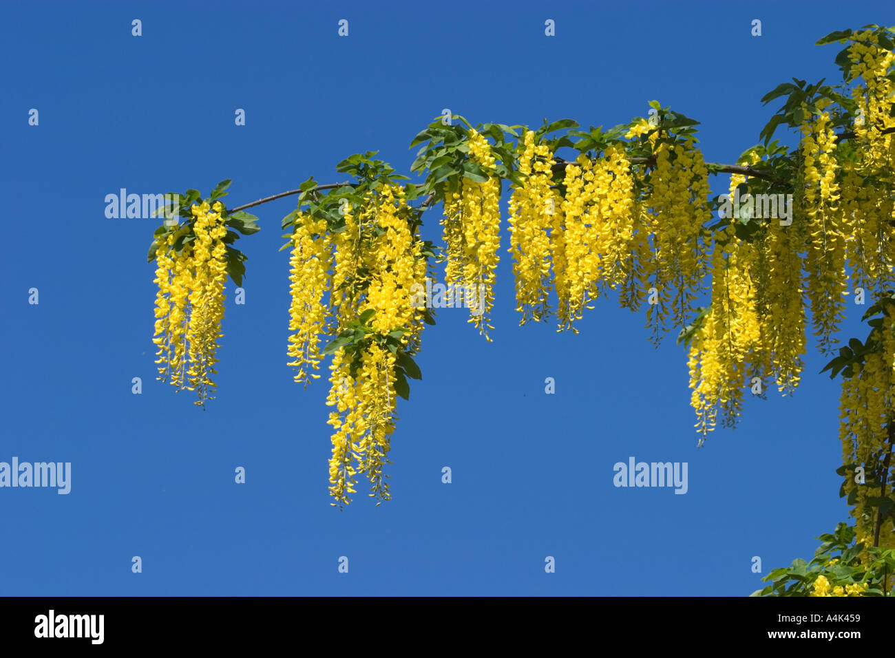 golden chain tree Laburnum anagyroides poisonous plant Stock Photo - Alamy