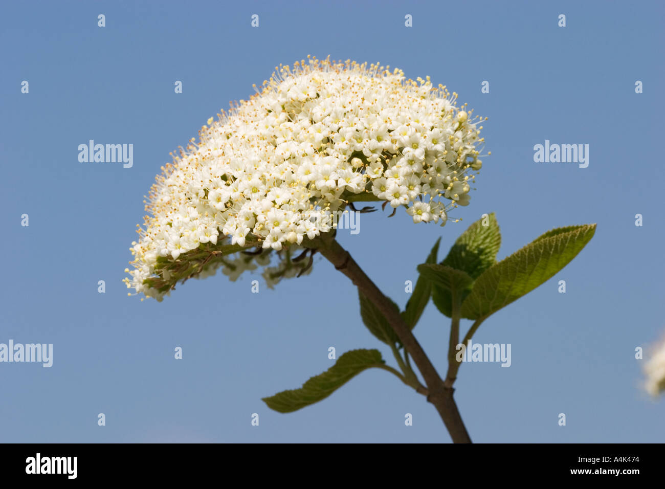 Wayfaring tree Wayfaringtree Viburnum lantana Stock Photo - Alamy