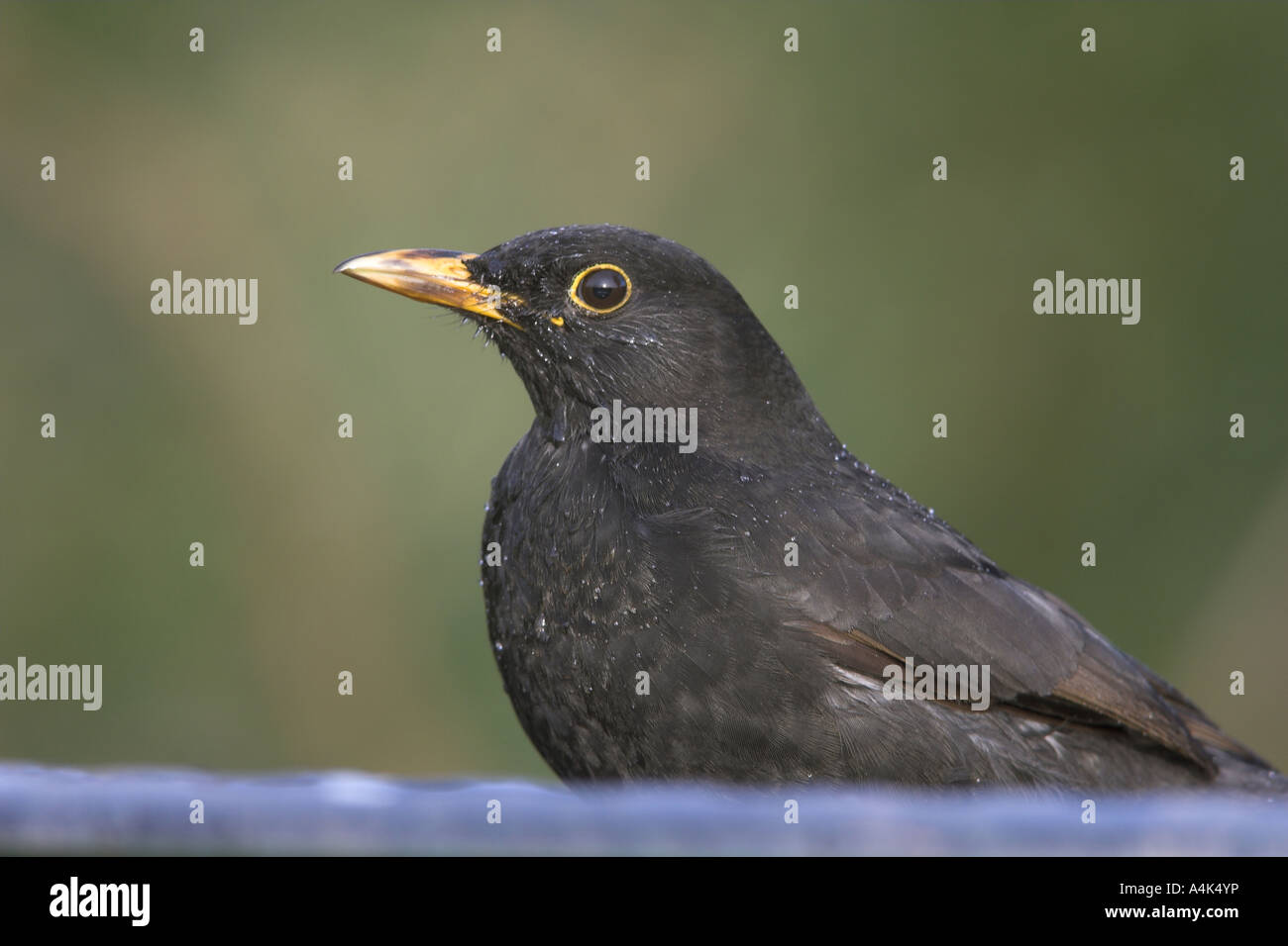 Blackbird Turdus merula adult male in bird bath, Todwick, South ...