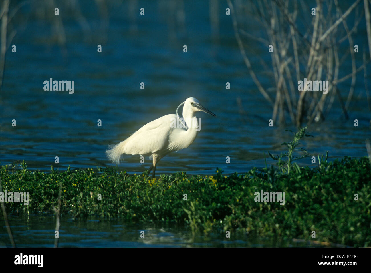 Little Egret Egretta garzetta adult in breeding plumage in shallow ...