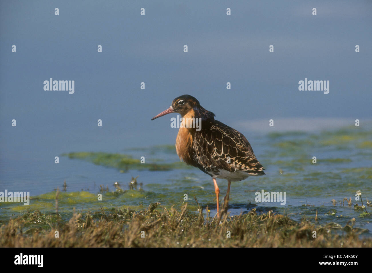 Ruff Philomachus pugnax adult male in breeding plumage standing at edge ...