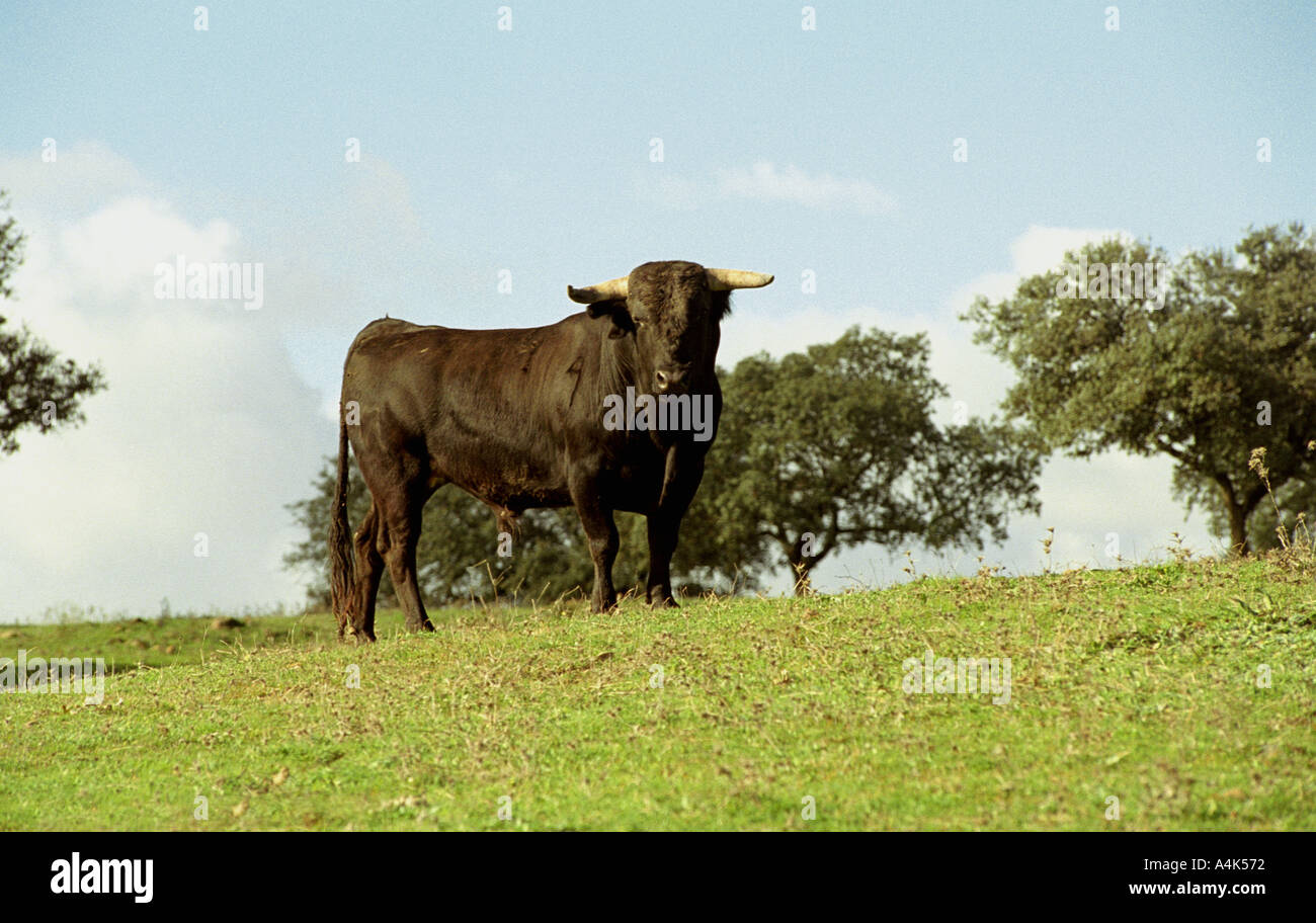Bull oak hi-res stock photography and images - Alamy