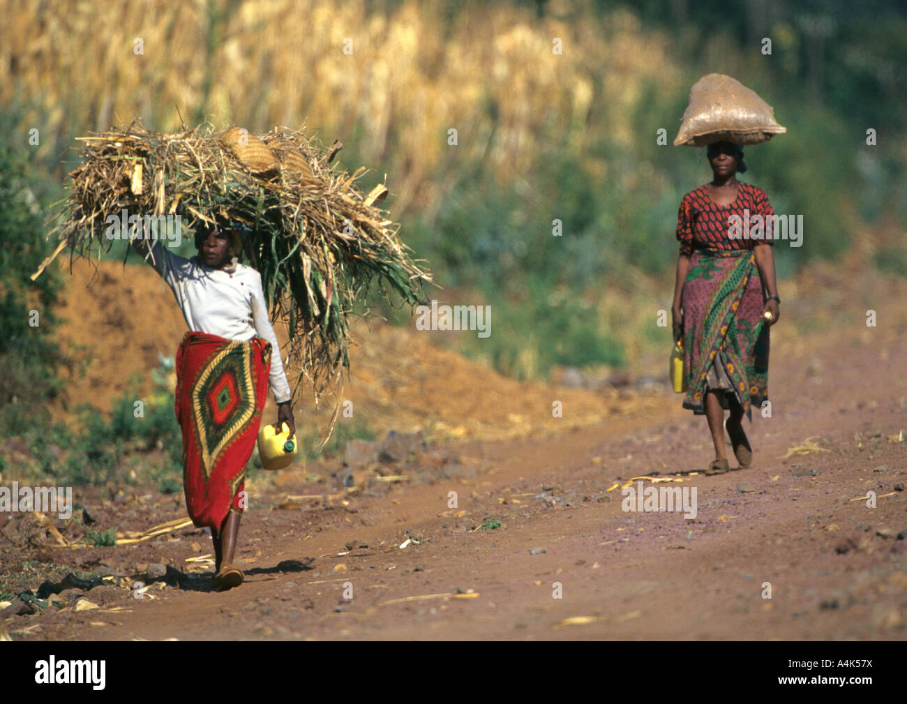 Women carrying maize straw to feed her cows and a bag of maize seeds on ...