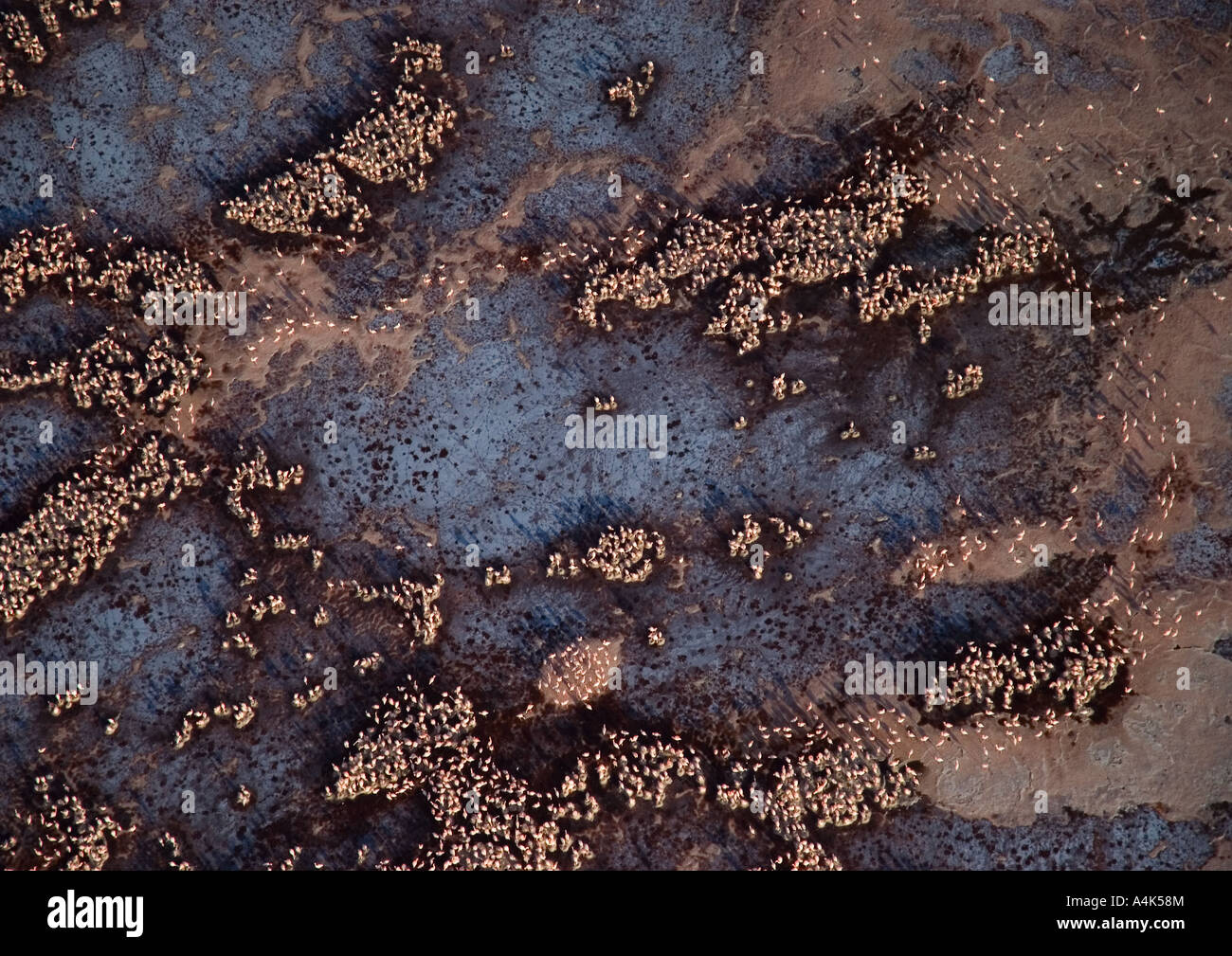 Breeding colony of Lesser Flamingos, Phoenicopterus minor, aerial view ...