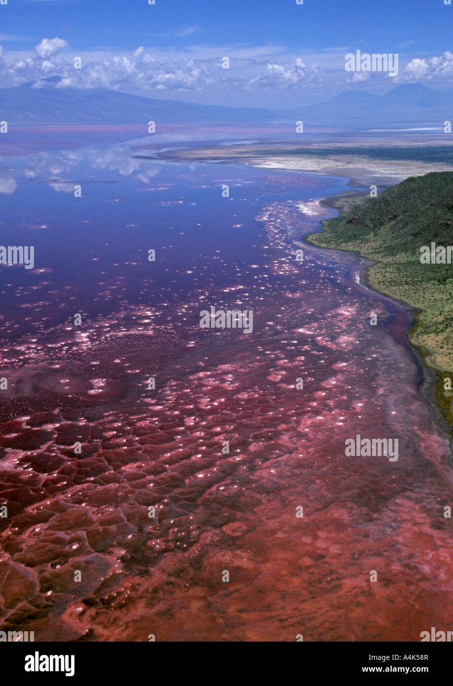 Red algae hi-res stock photography and images - Alamy