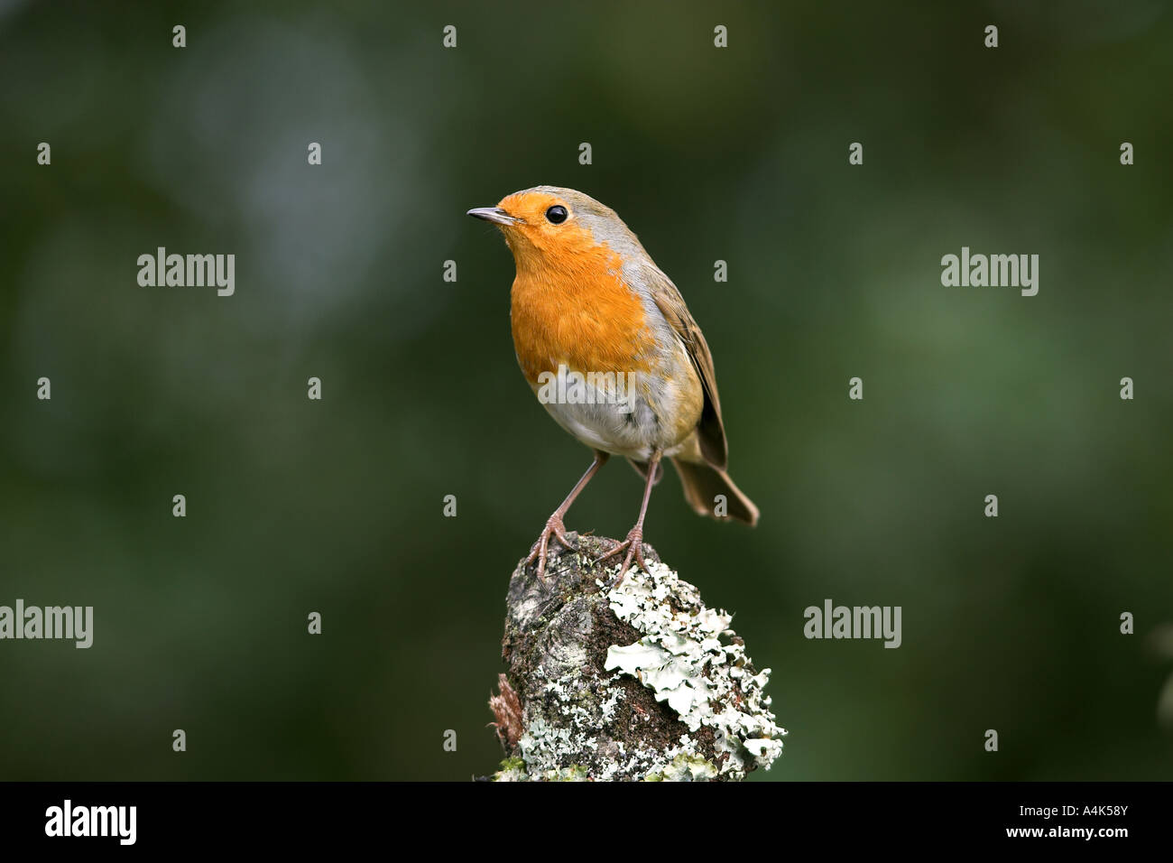 European Robin Erithacus rubecula fauna perched on a branch, Todwick ...