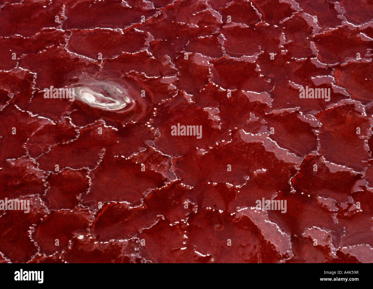 Lake Natron, Tanzania, the red pigment in the cyanobacteria produce the ...