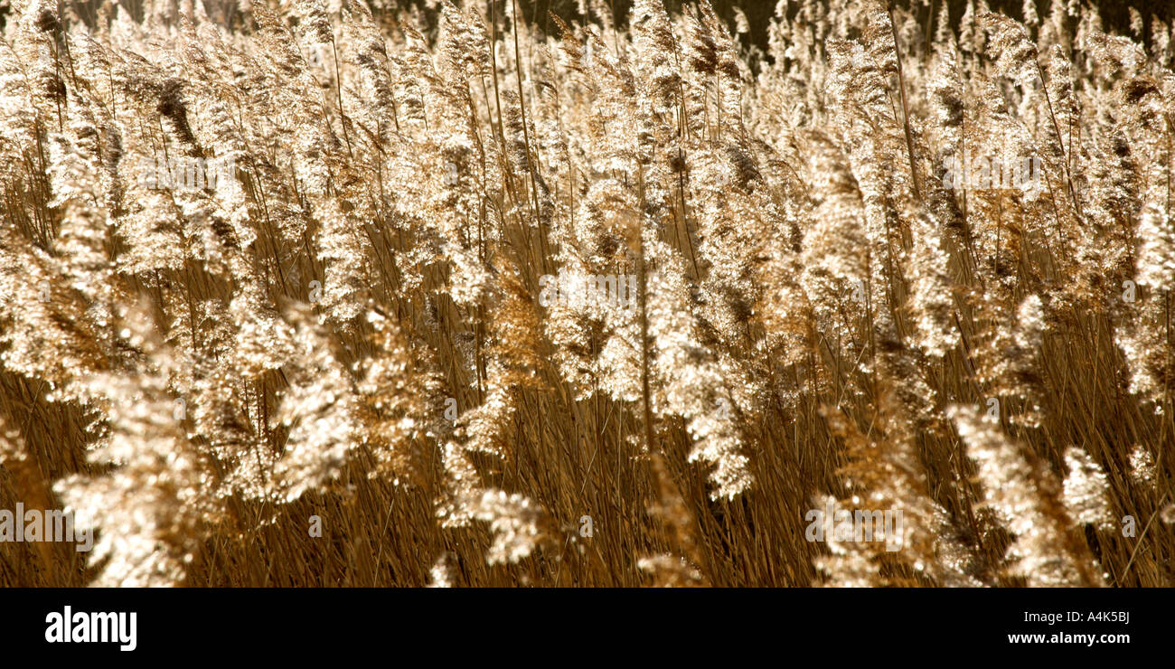 Common Reed Phragmites australis reeds in seed, Potteric Carr Nature ...