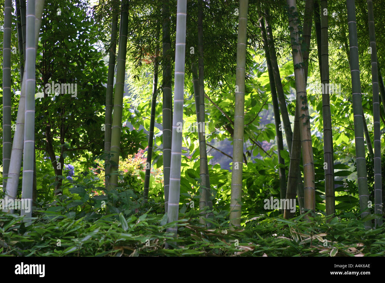 Sunlight filtering through bamboo in Kamakura near Tokyo Kanto region ...