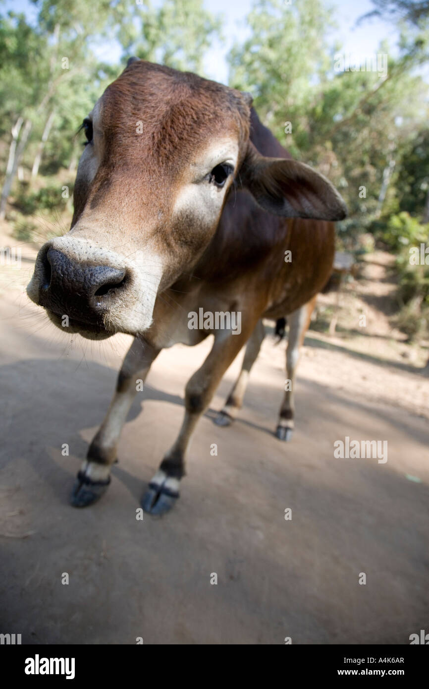 Cow, Katha, Myanmar Stock Photo - Alamy