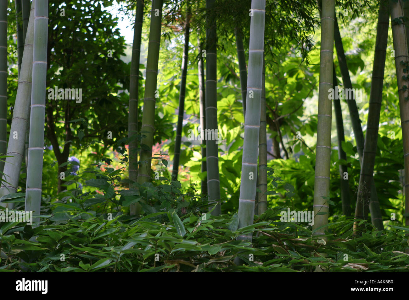 Sunlight filtering through bamboo in Kamakura near Tokyo Kanto region ...