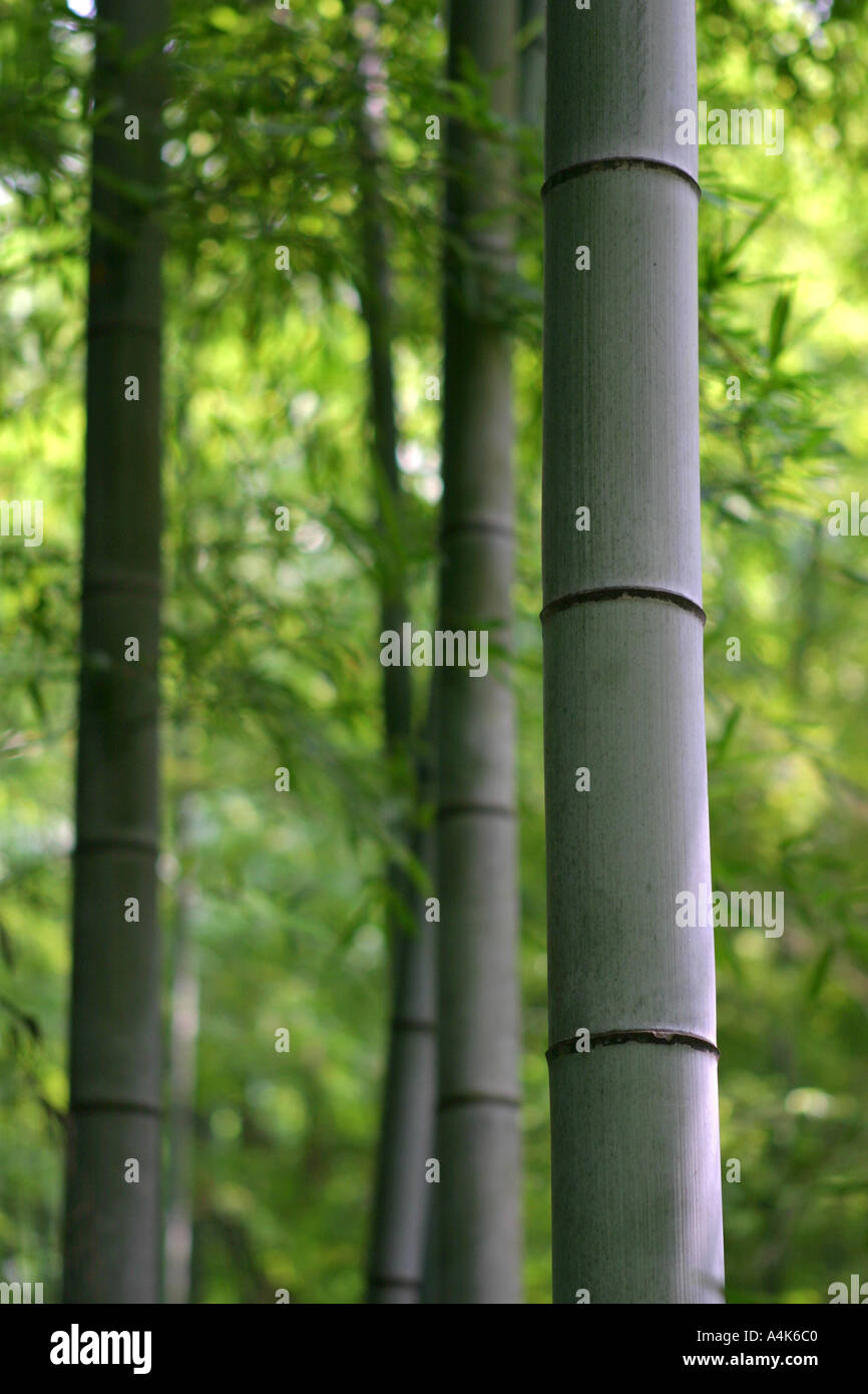 Sunlight filtering through bamboo in Kamakura near Tokyo Kanto Japan ...