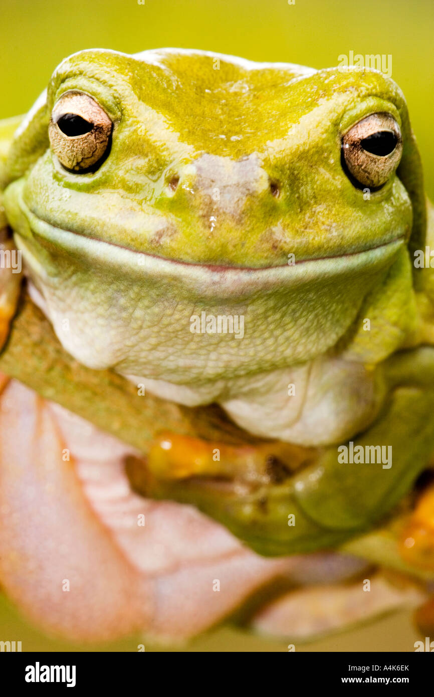 White's Tree Frog Stock Photo - Alamy