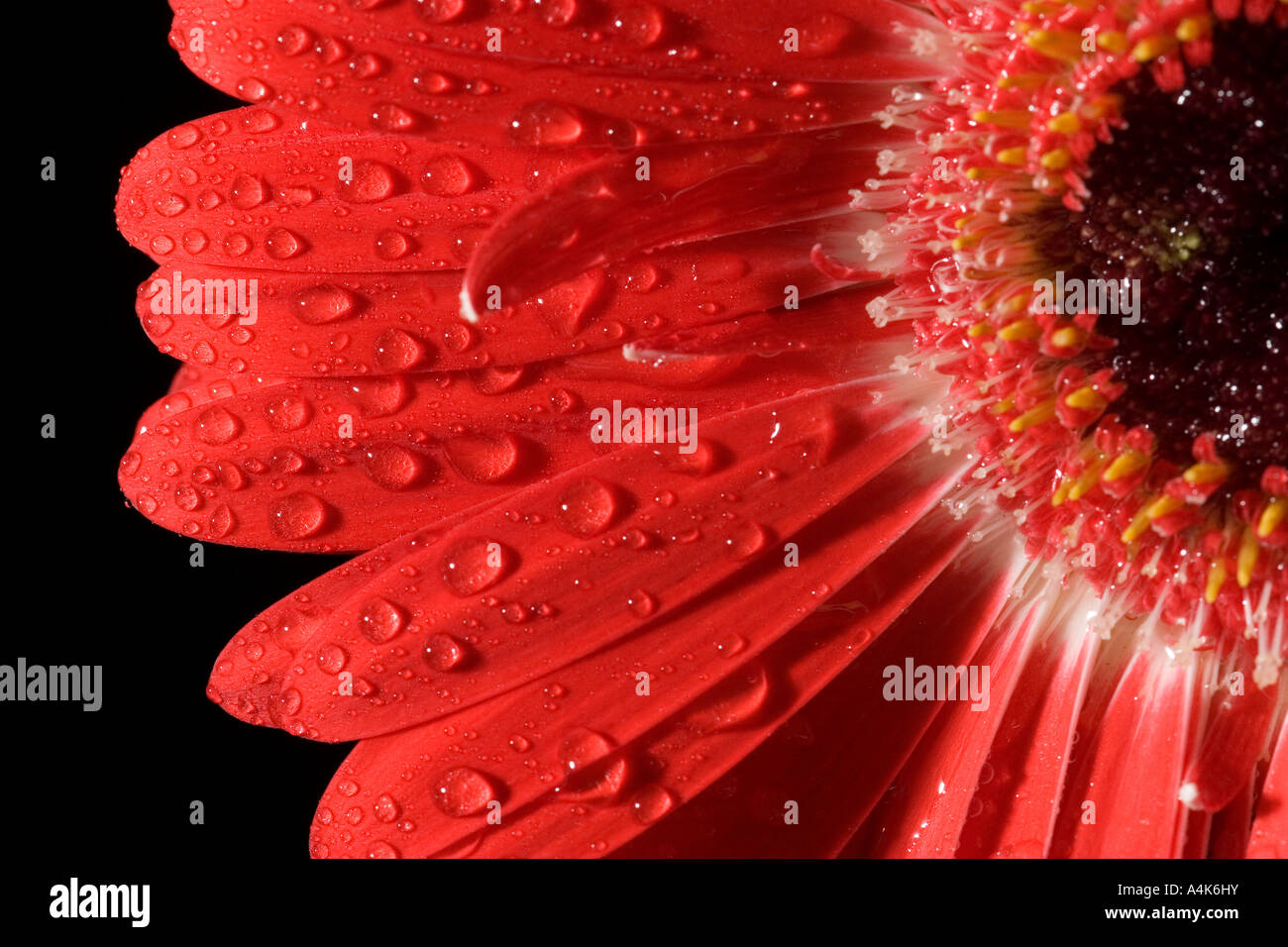 Successful cut flower hi-res stock photography and images - Alamy