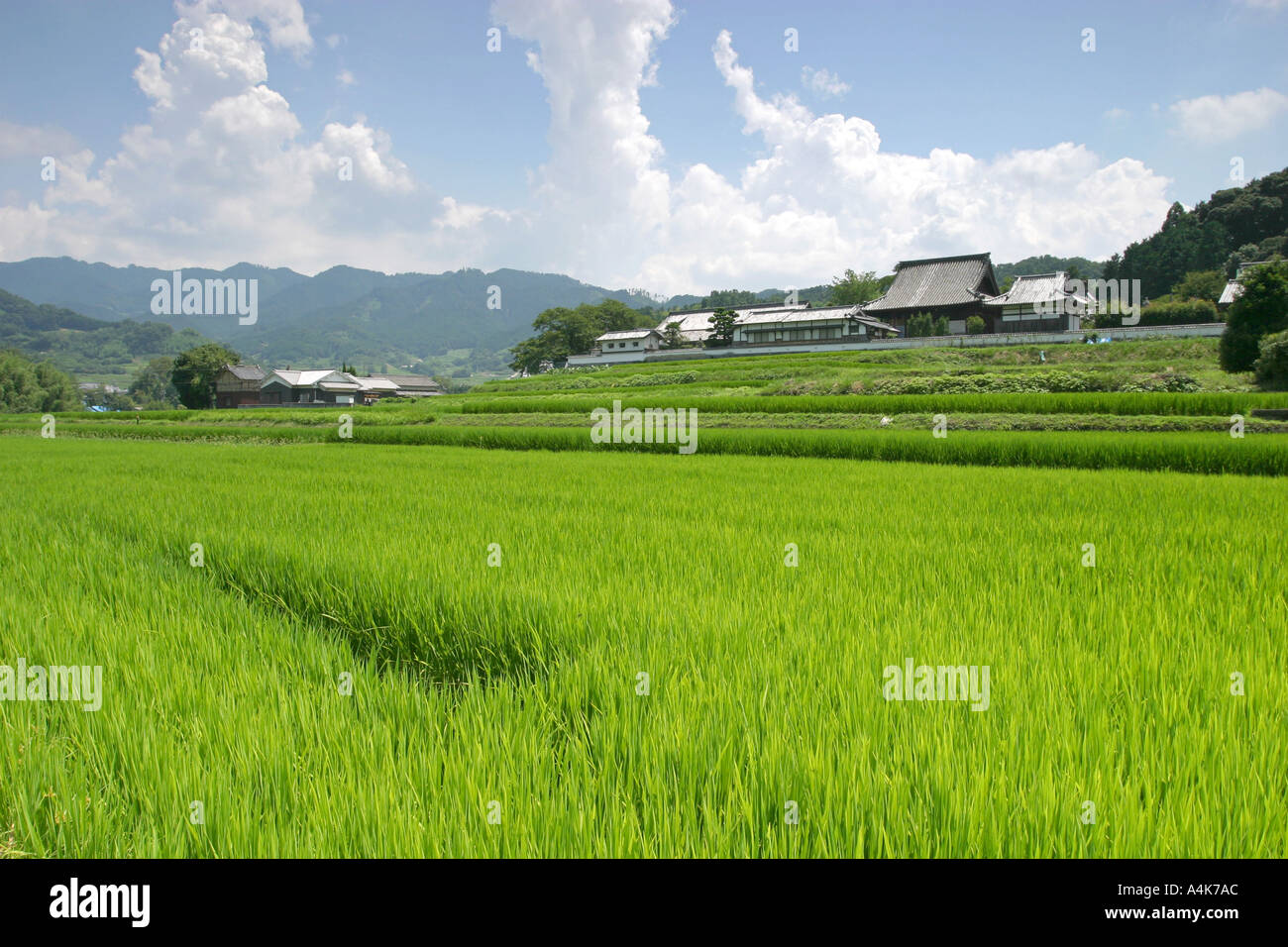Rural Japanese temple and lush green rice fields in a valley in Asuka ...