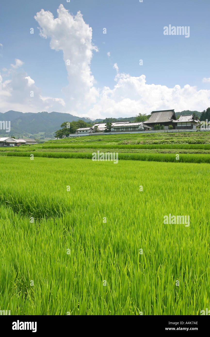 Rural Japanese temple and lush green rice fields in a valley in Asuka ...
