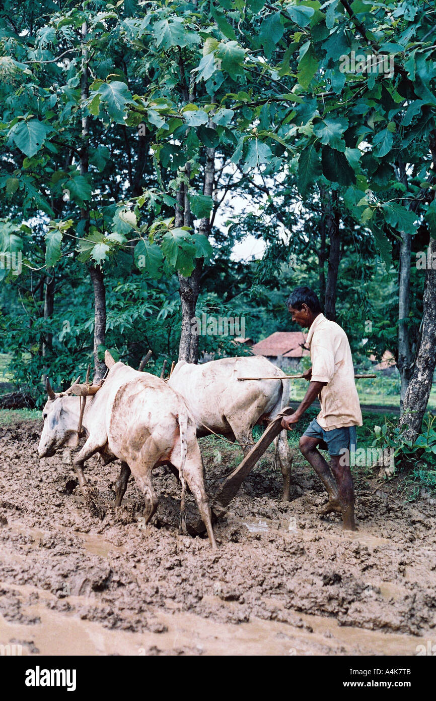 Farming in India Stock Photo - Alamy