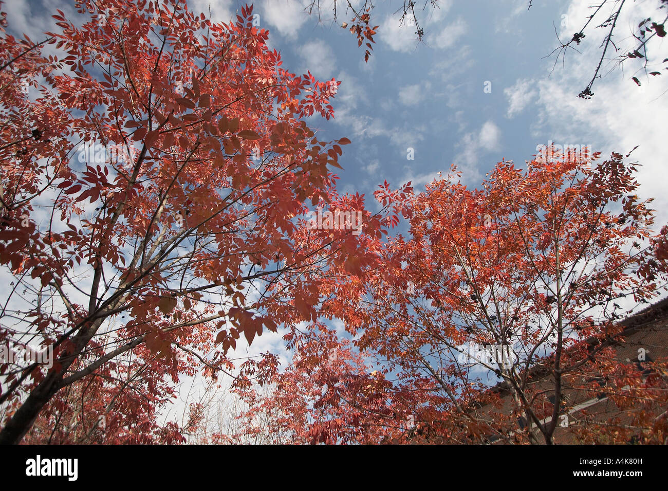 Msee hi-res stock photography and images - Alamy