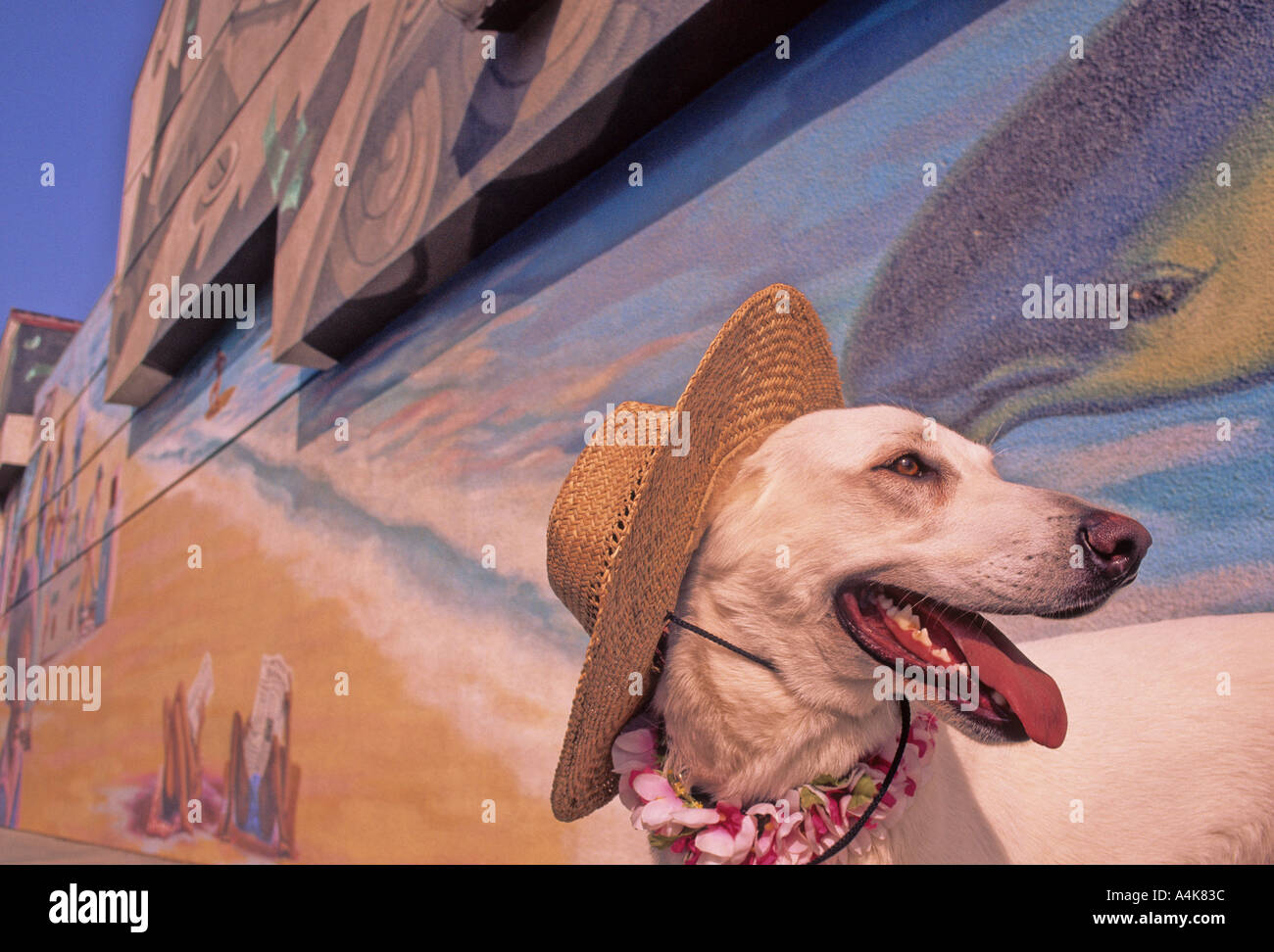 B cop hi-res stock photography and images - Alamy