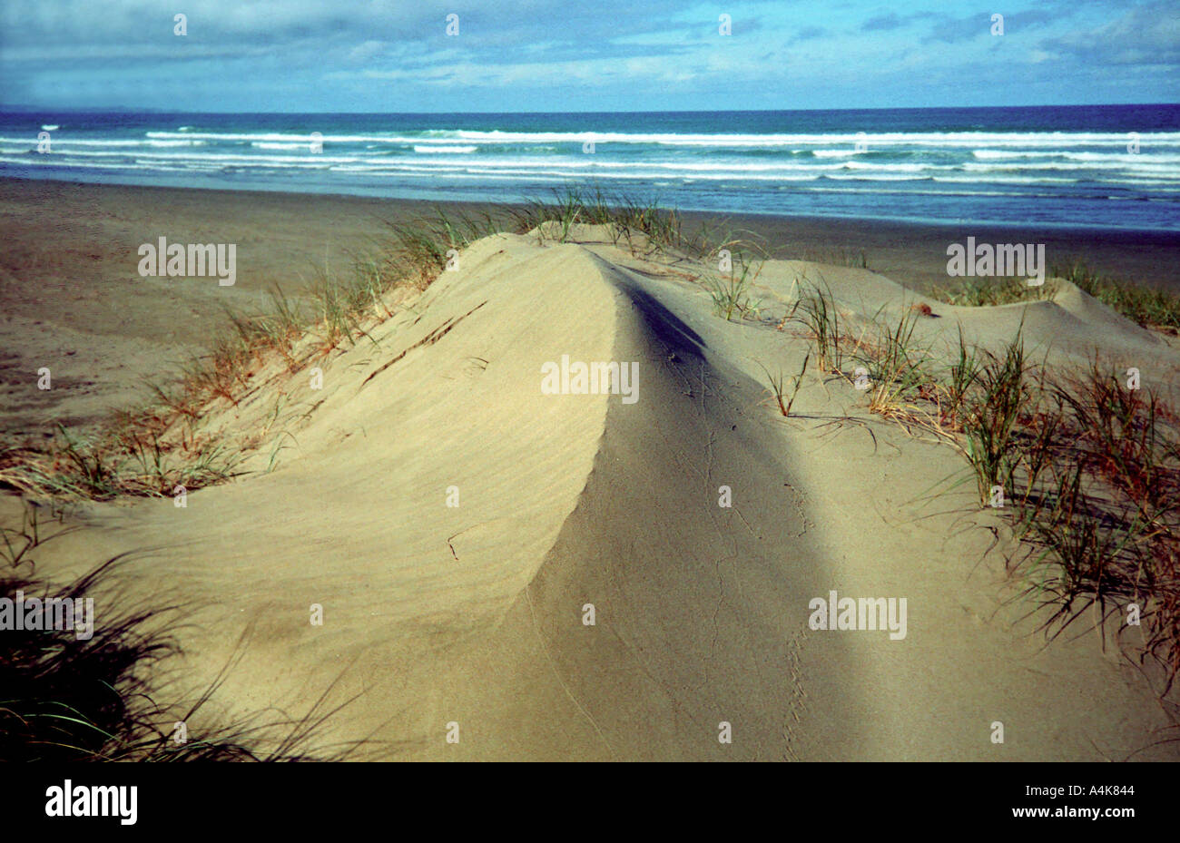 Sand dunes Piha Beach New Zealand Stock Photo - Alamy