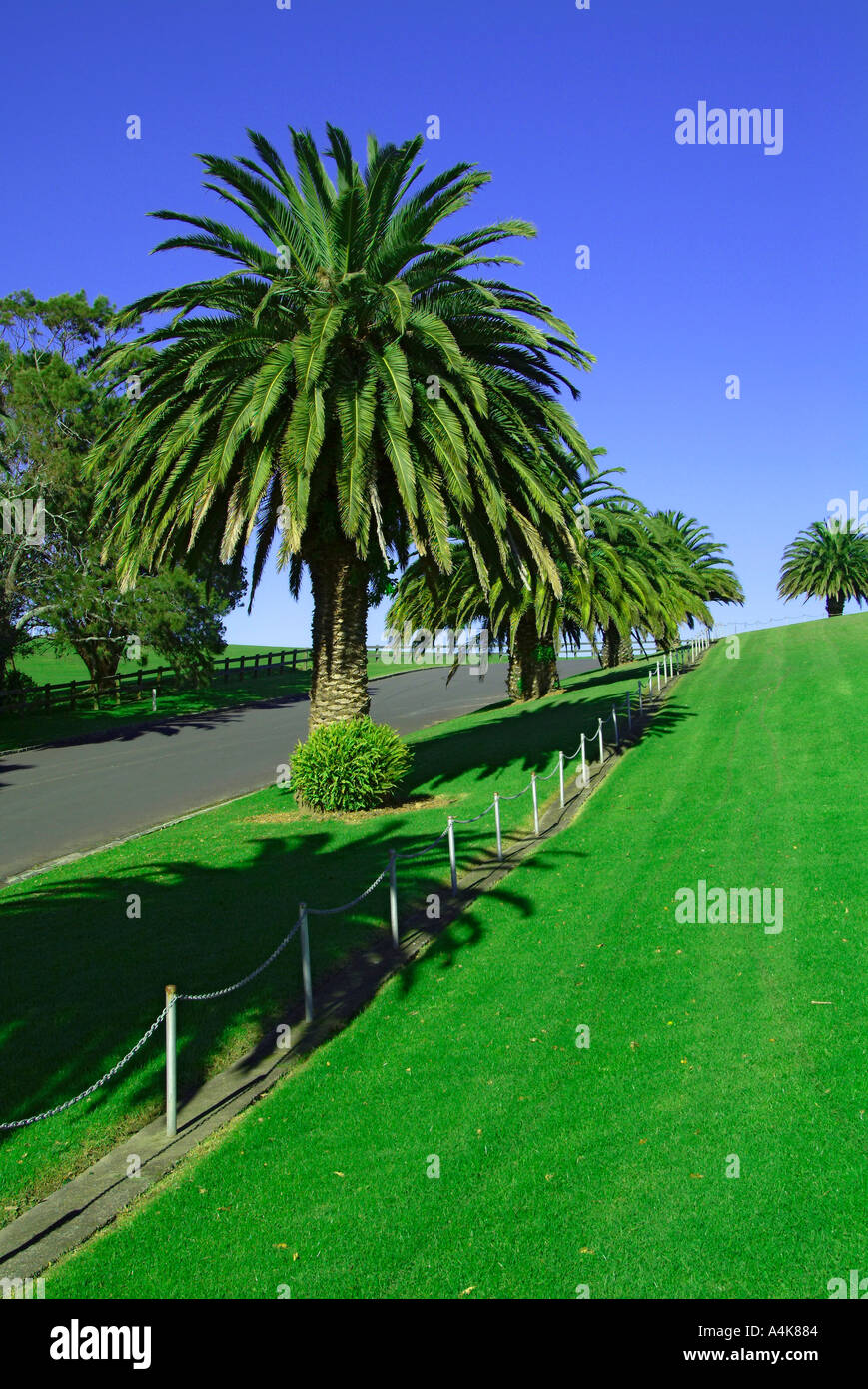 King Palm Trees Stock Photo - Alamy