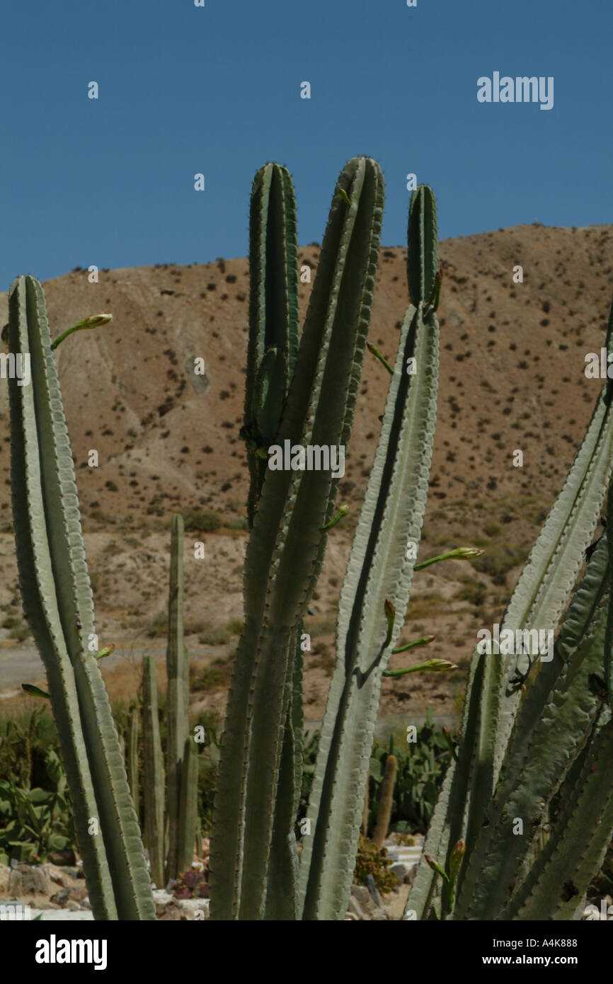 Cactus from spain hi-res stock photography and images - Alamy
