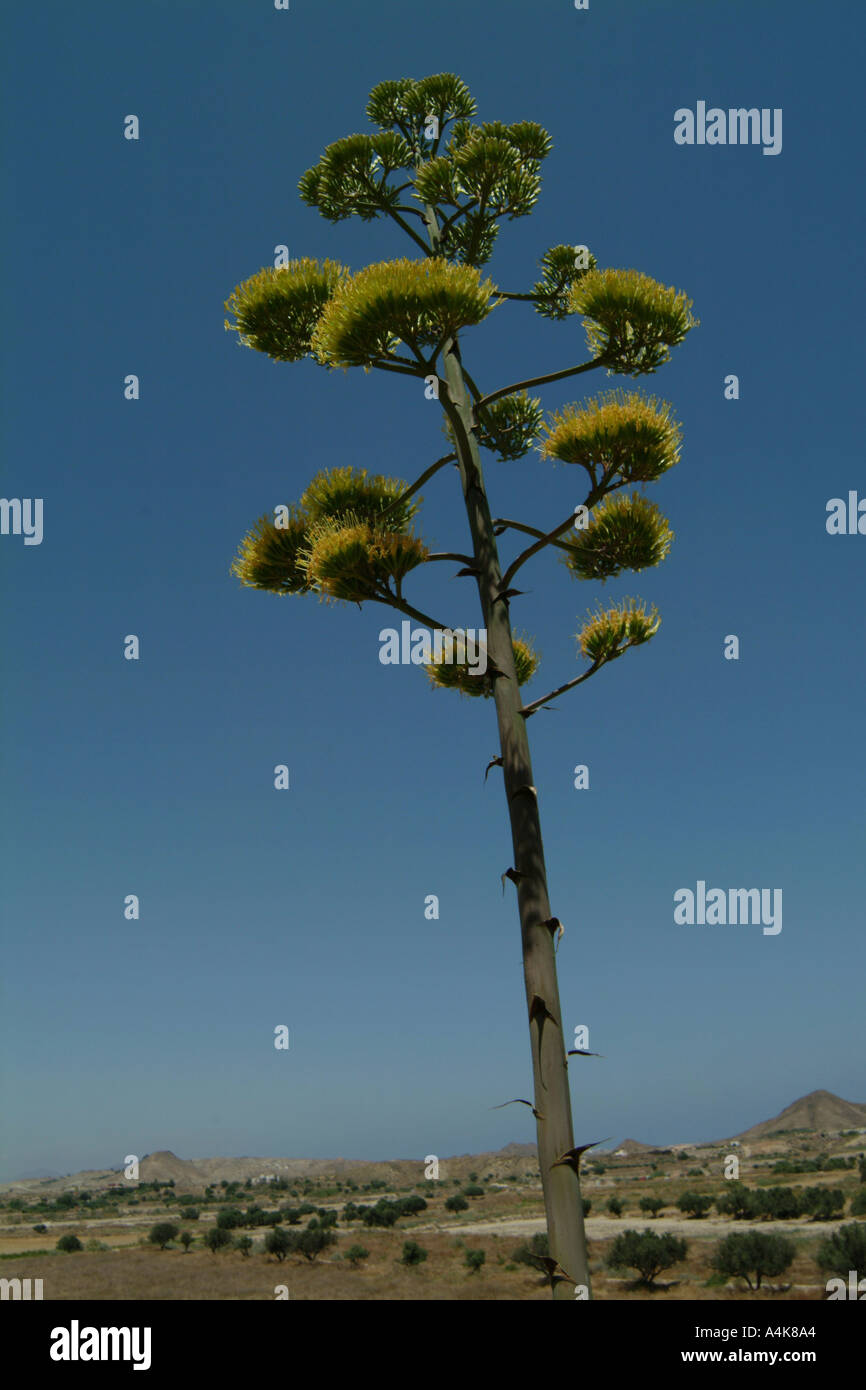 Tall agave stem hi-res stock photography and images - Alamy