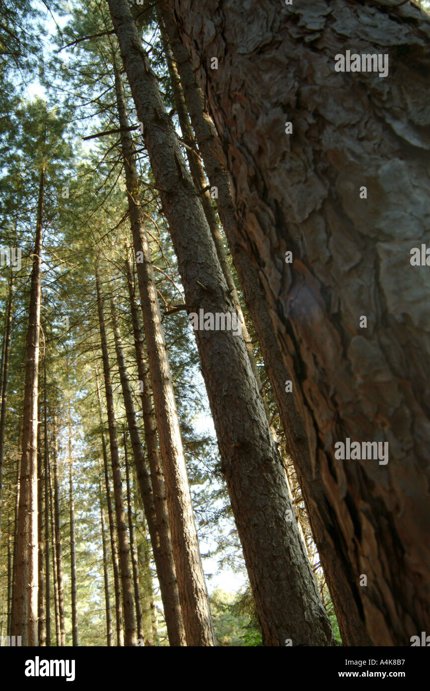 Sunlight france forest hi-res stock photography and images - Alamy