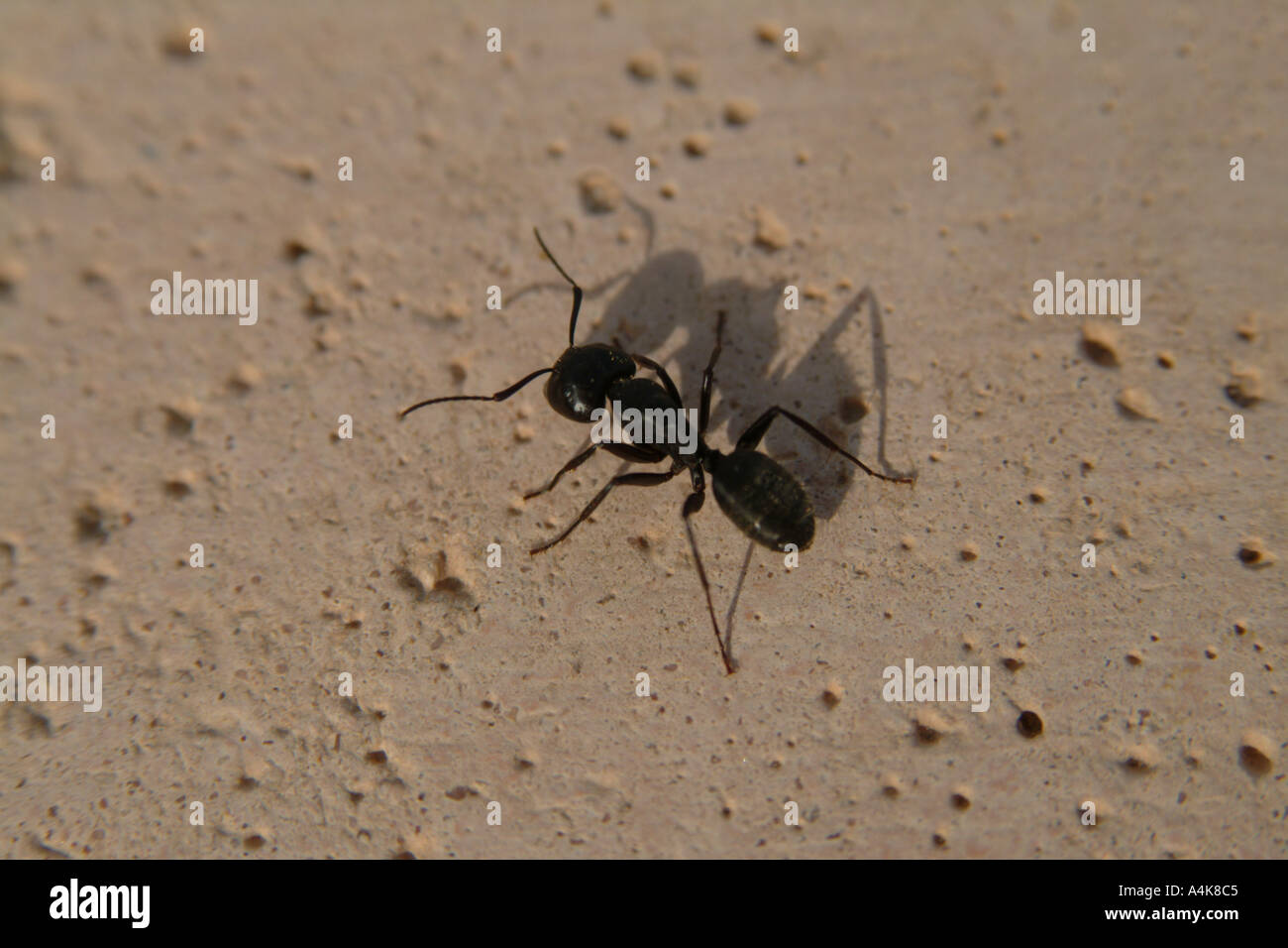 close up ant on a concrete tile Stock Photo - Alamy