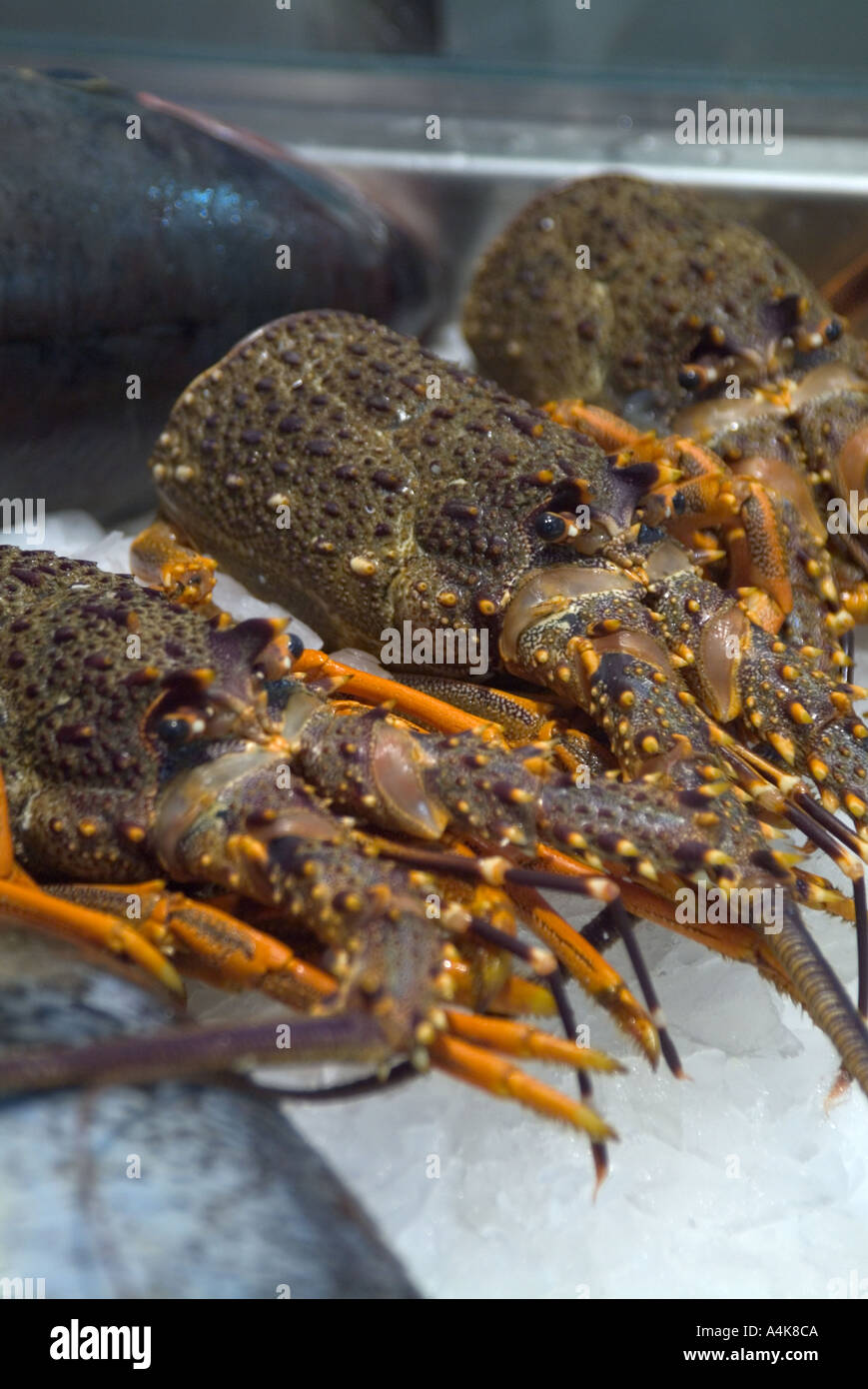 Cray fish hi-res stock photography and images - Alamy