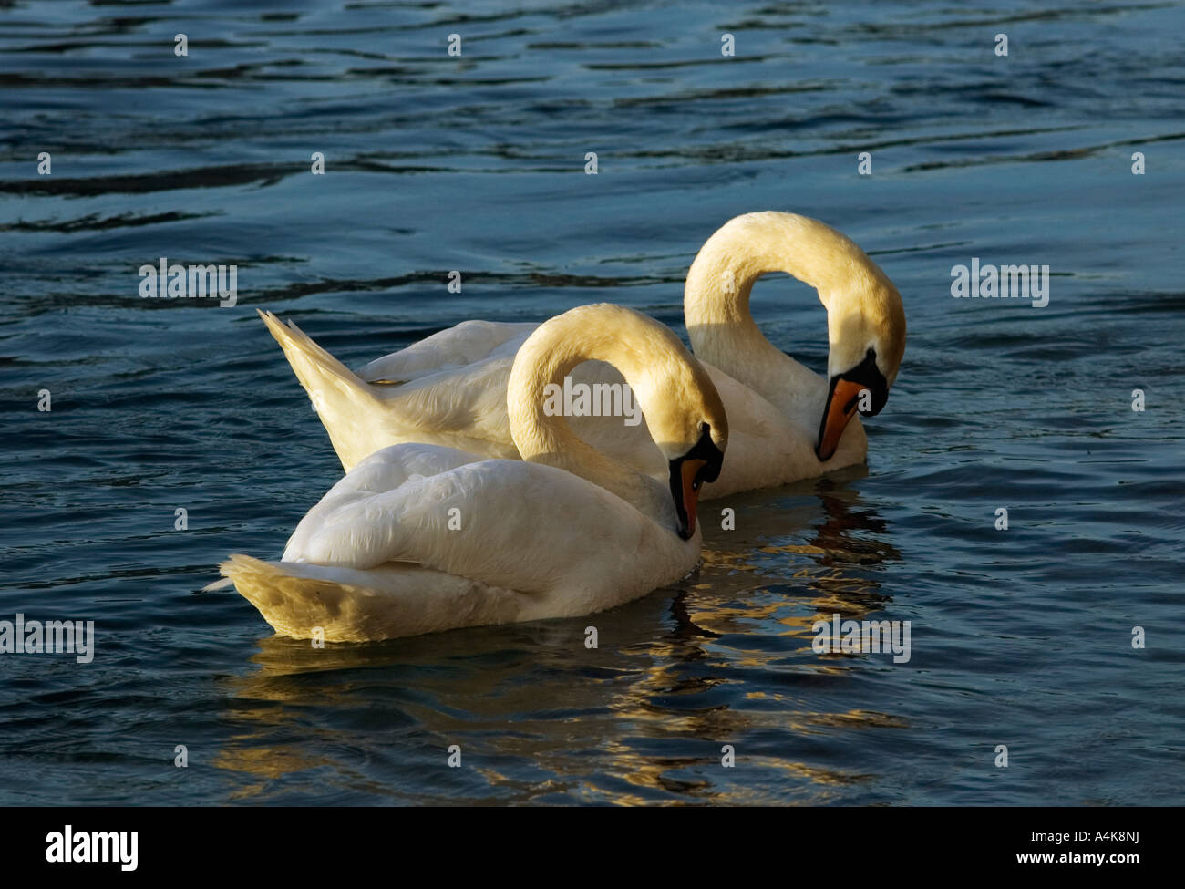 Two mute swans cygnus olor in late evening sunshine mimicking behaviour ...