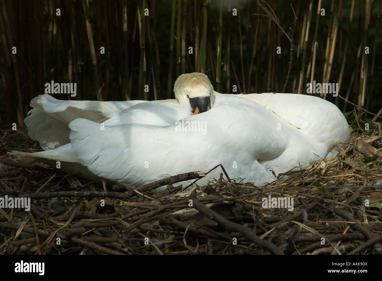 Female swan pen hi-res stock photography and images - Alamy