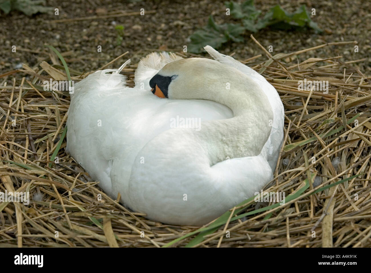 Incubating eggs in nest under hi-res stock photography and images - Alamy