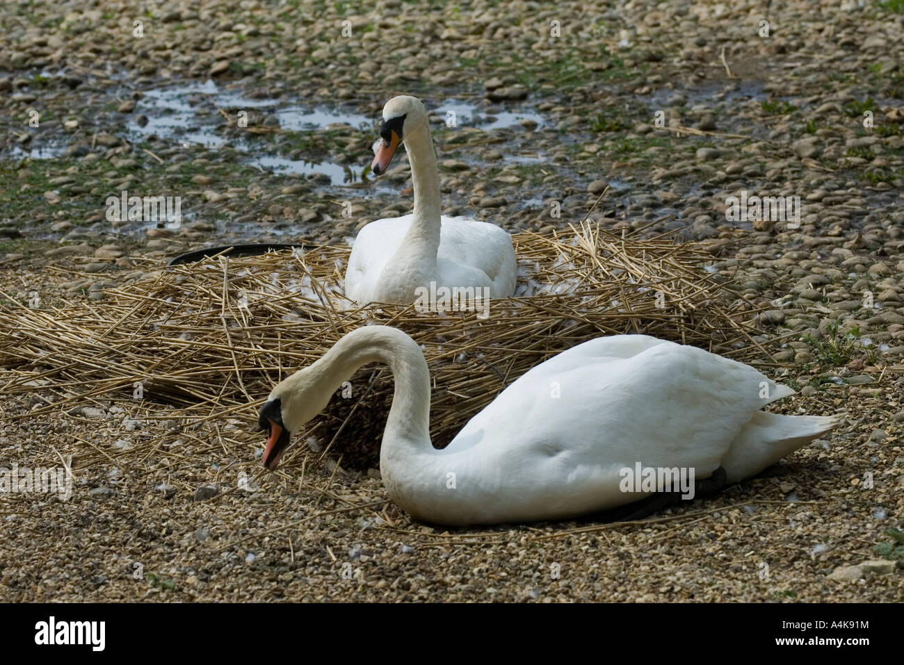 Mute swan cygnus olor female pen incubating eggs on nest male cob building nest Stock Photo - Alamy