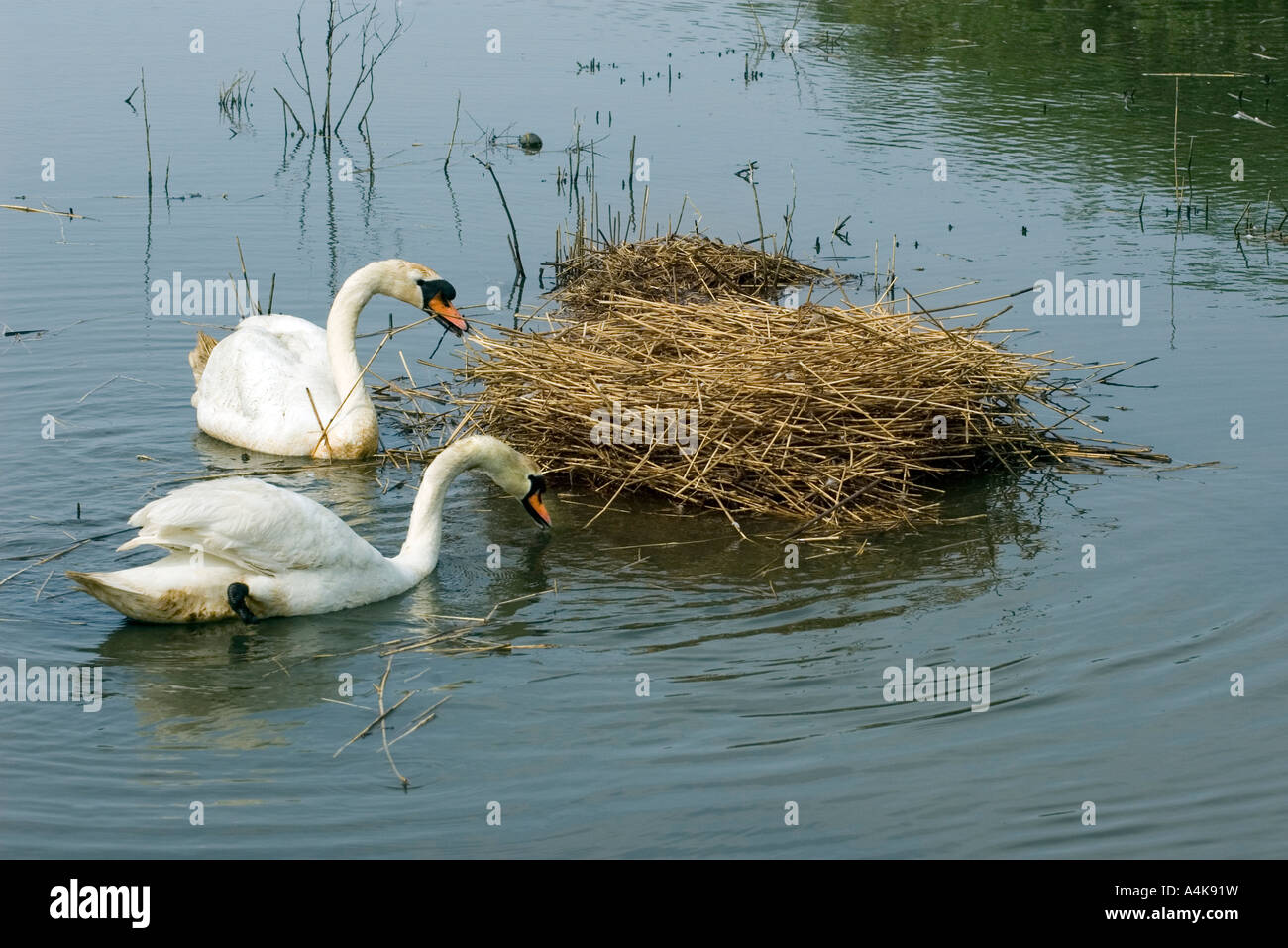 Male female swan hi-res stock photography and images - Alamy