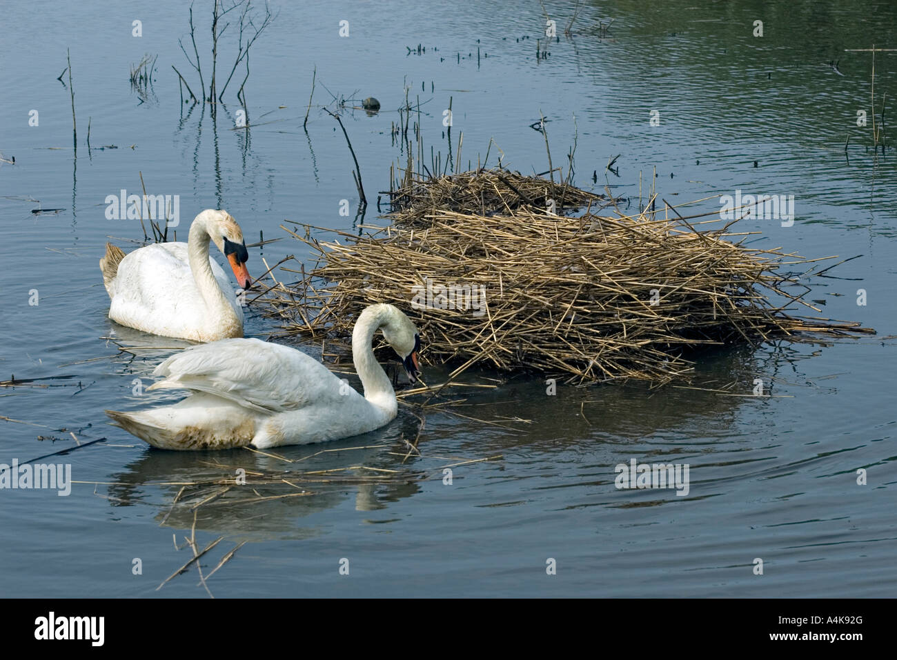 Female mute swan building hi-res stock photography and images - Alamy