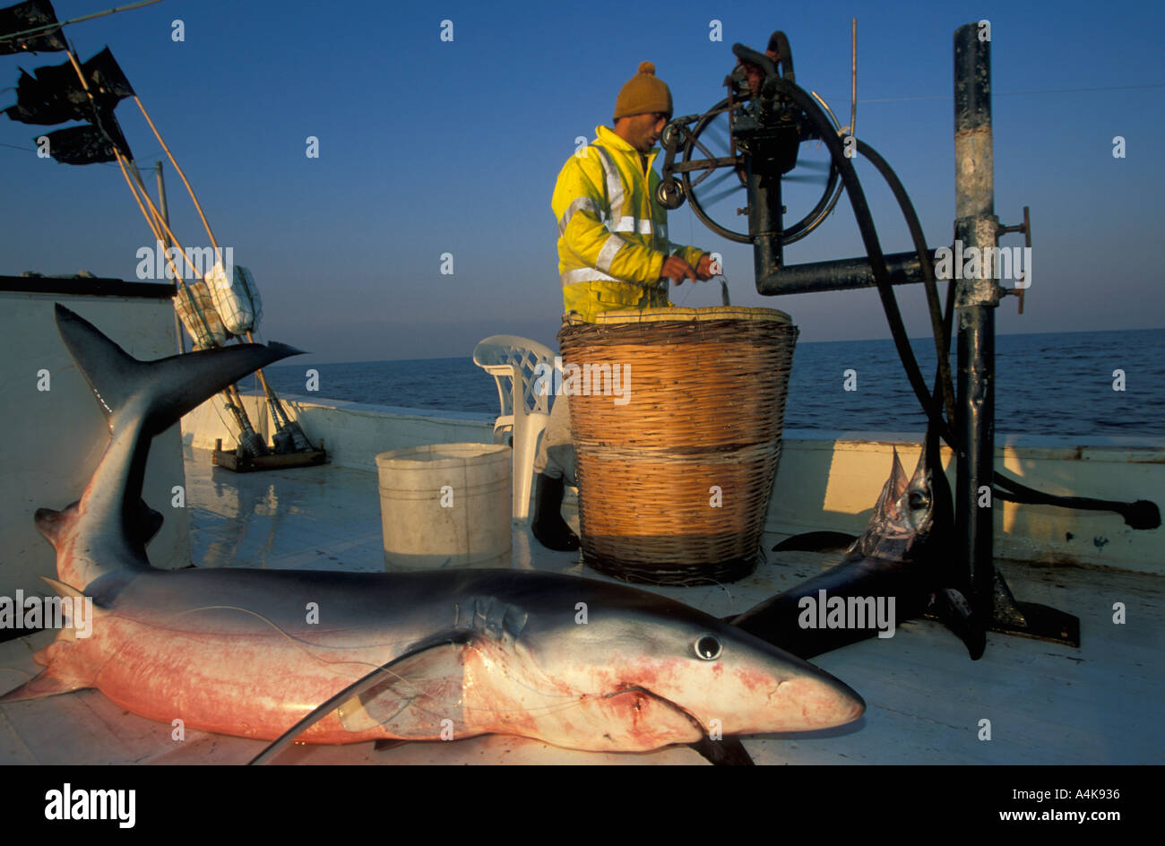 Shark fishing in Mediterranean Turkey Stock Photo - Alamy