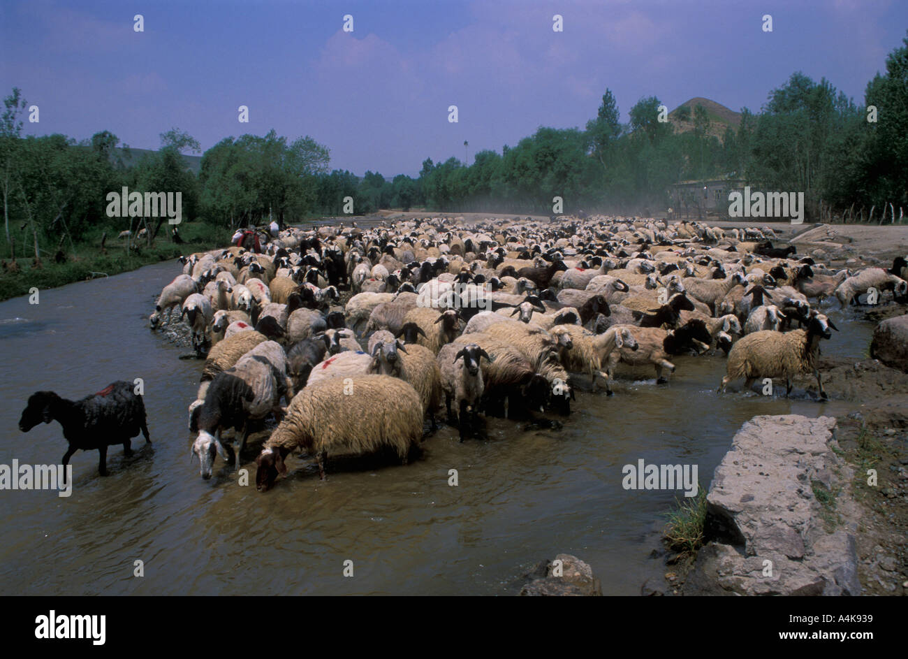 Sheep Van High Resolution Stock Photography and Images - Alamy
