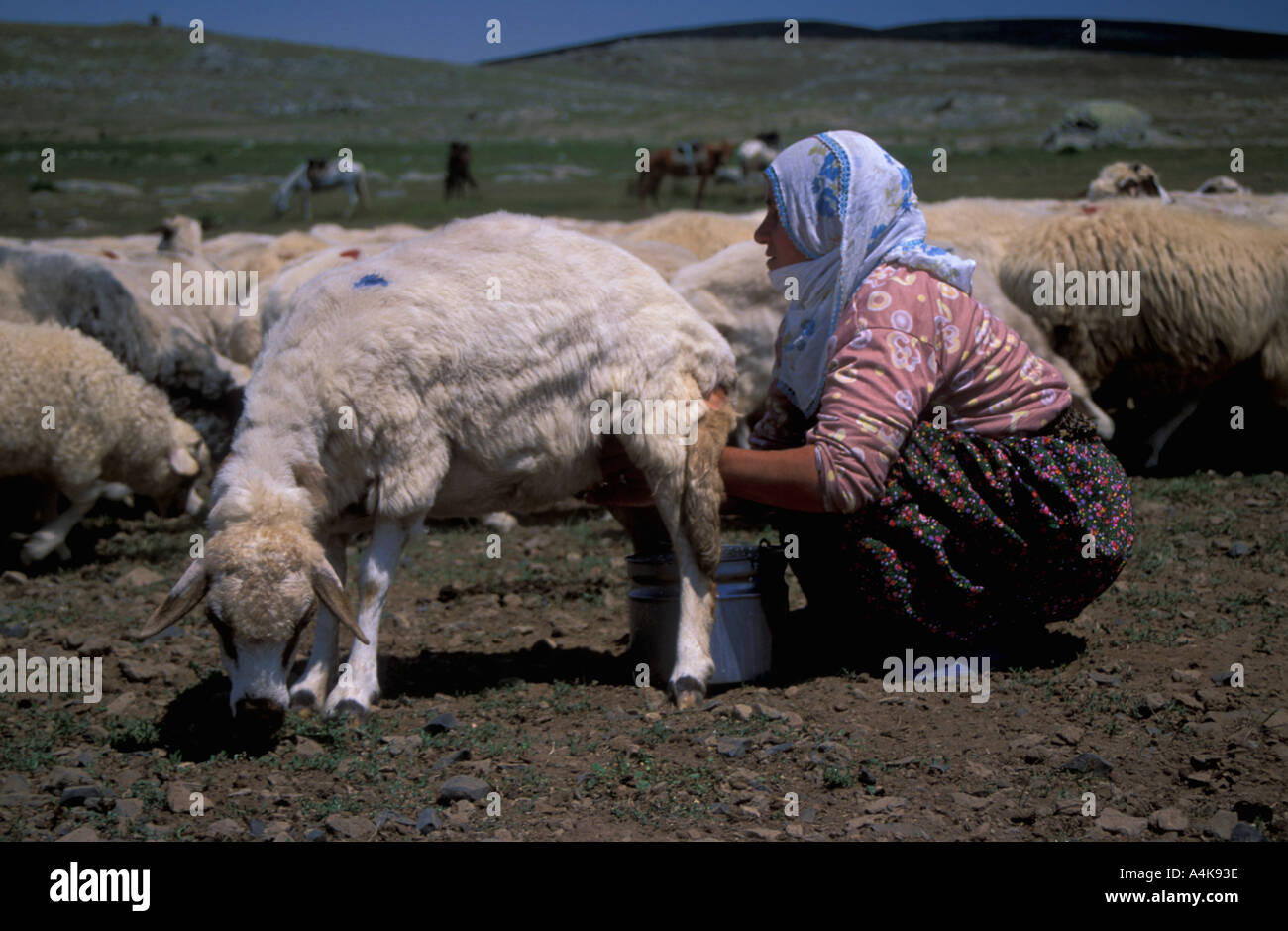 Milking Photos High Resolution Stock Photography and Images - Alamy