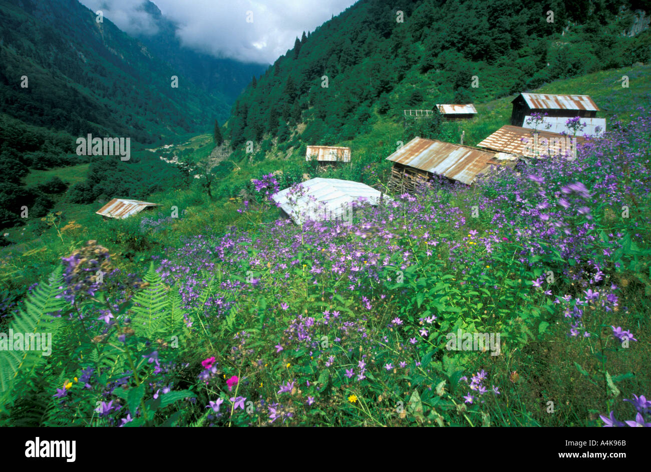 Findikli rize hi-res stock photography and images - Alamy