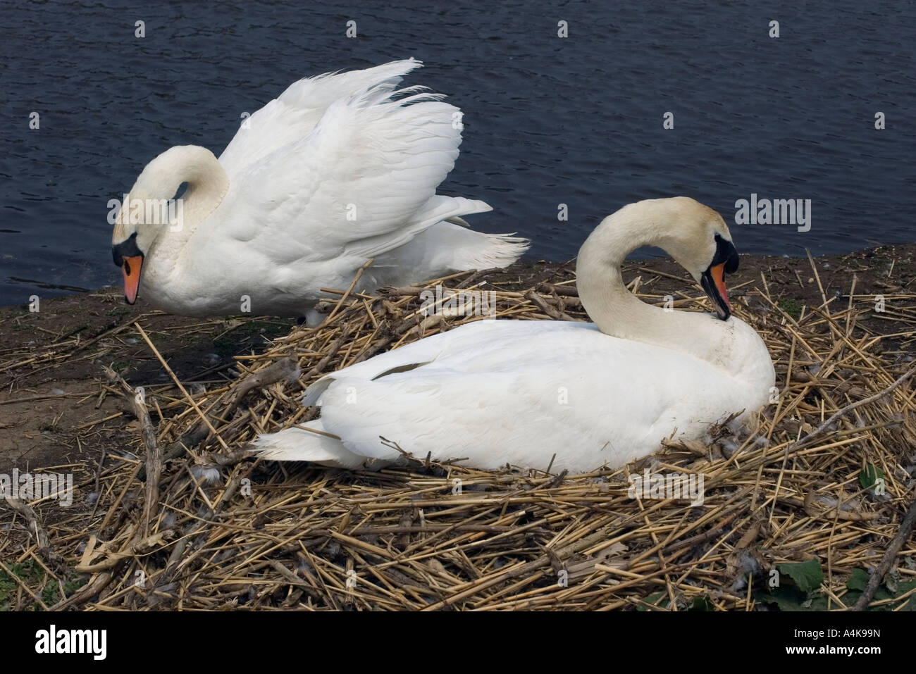 Male female swan hi-res stock photography and images - Alamy