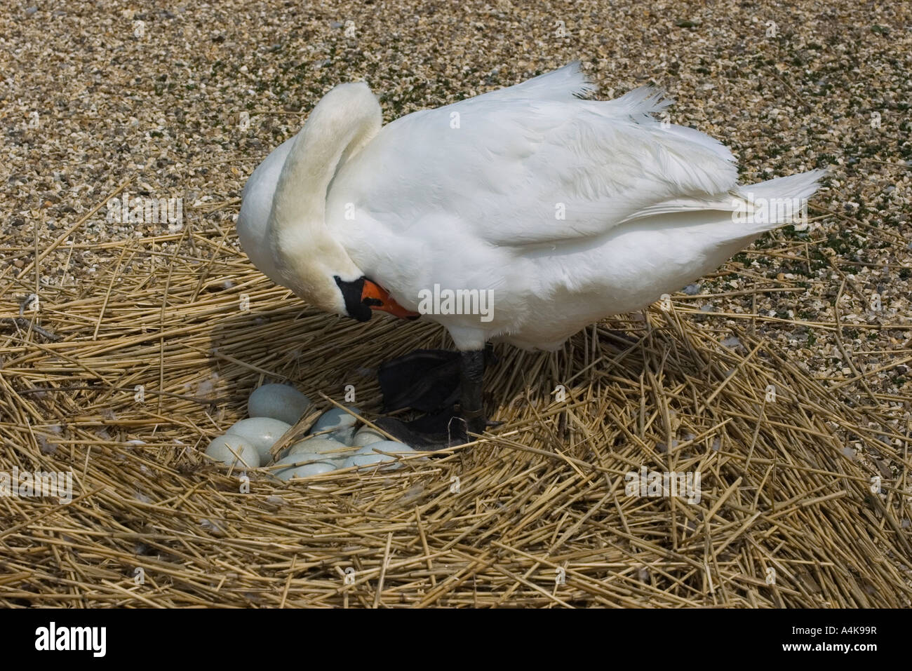 Female swan pen hi-res stock photography and images - Alamy