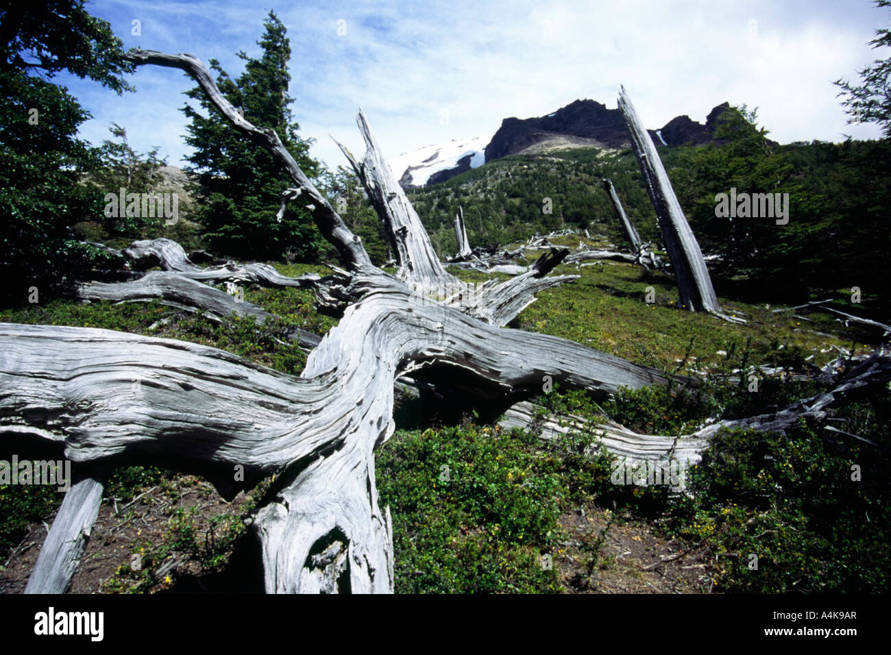 Dead tree on the ground Stock Photo - Alamy