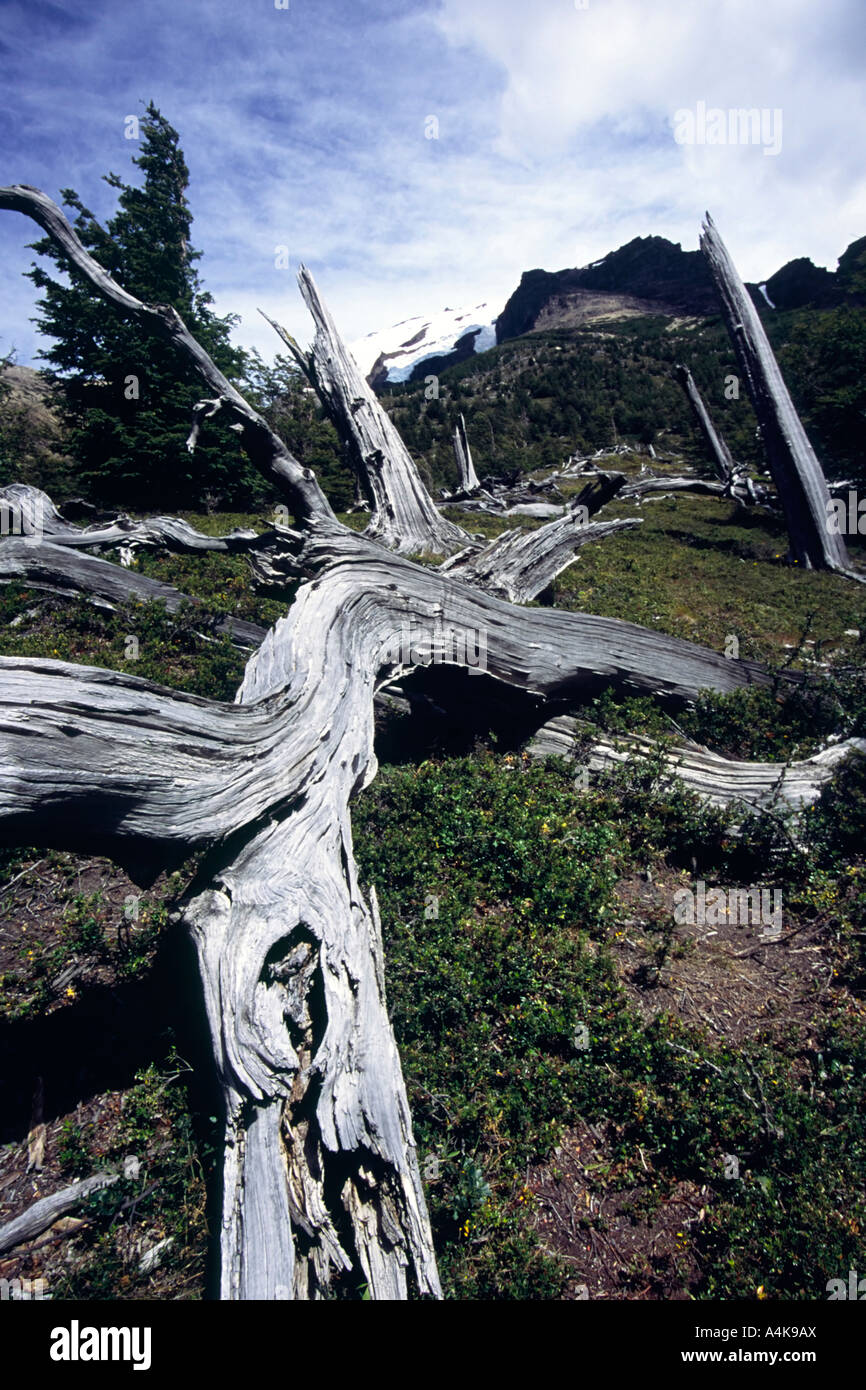 Dead tree on the ground Stock Photo - Alamy