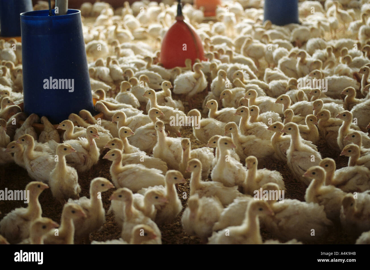 livestock young turkeys Stock Photo - Alamy