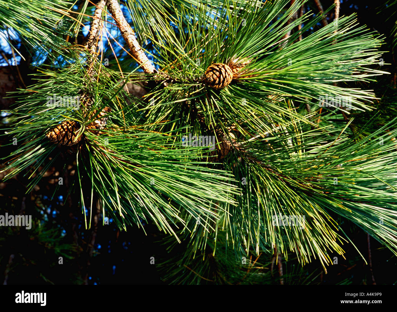 Closeup needles on tree hi-res stock photography and images - Alamy