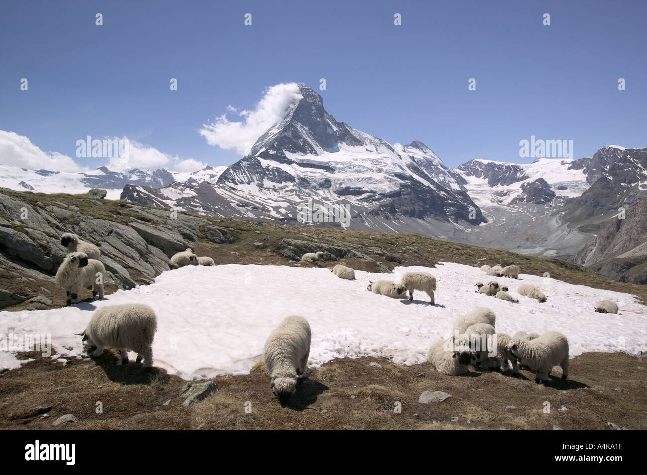Swiss mountain sheep cool down on a snow patch in front of the ...