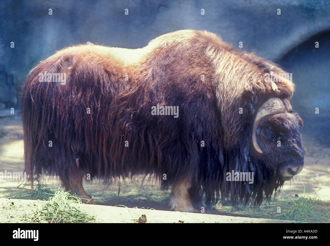 Musk Ox bull grazing Stock Photo - Alamy