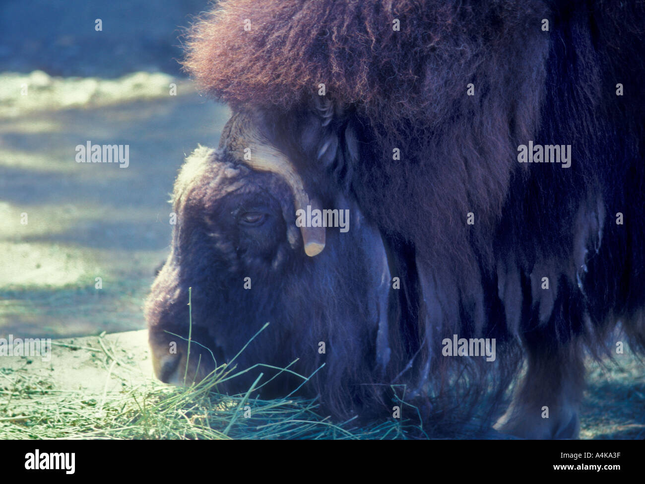 Musk Ox bull grazing Stock Photo - Alamy